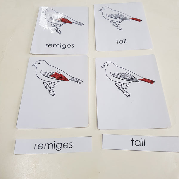 Montessori Nomenclature 3 part cards - Parts of a Bird - RightToLearn ...