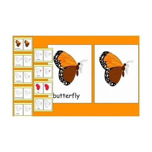 Montessori Nomenclature - 3 part cards - Parts of a Butterfly ...