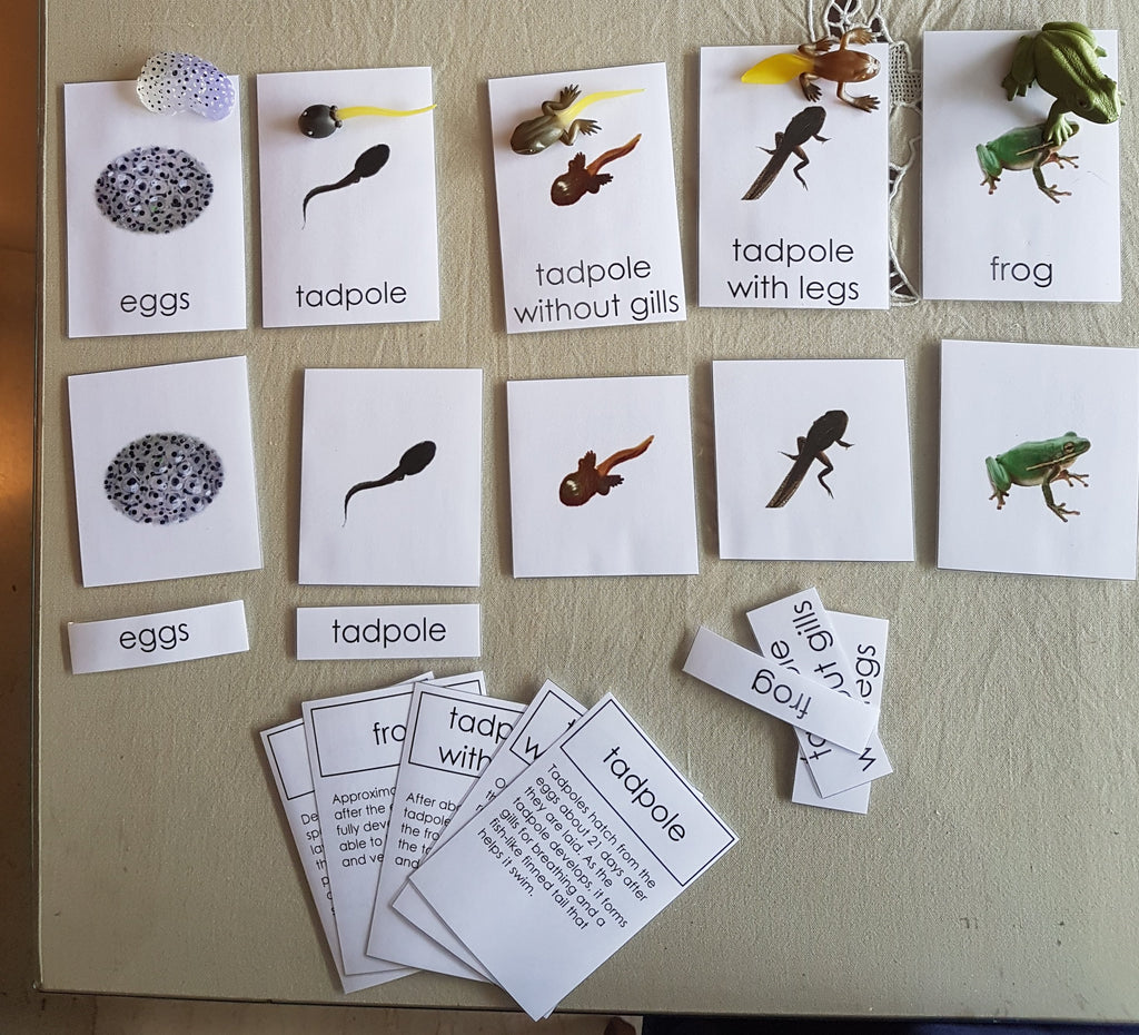 Montessori All about Frogs - Life Cycle Frog Miniature Models/ 4 part ...