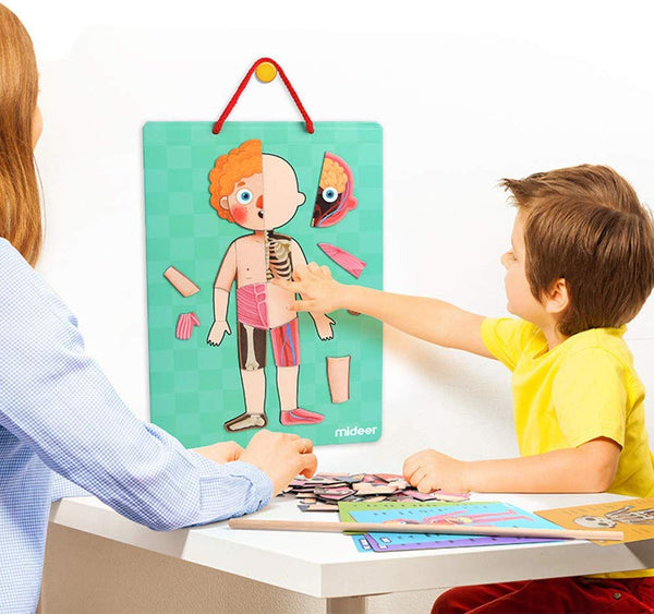 MiDeer Magnetic Body Parts Magnet 90 PCs - Learning about the Body ...