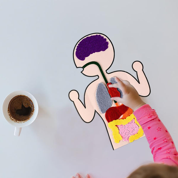 Felt & cardboard DIY Human Anatomy Organs Parts of the Digestive Syste ...