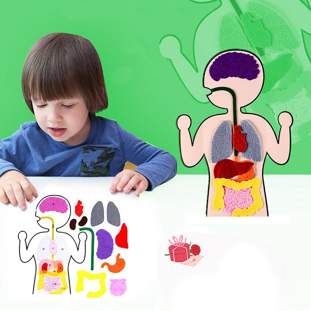 Felt & cardboard DIY Human Anatomy Organs Parts of the Digestive Syste ...