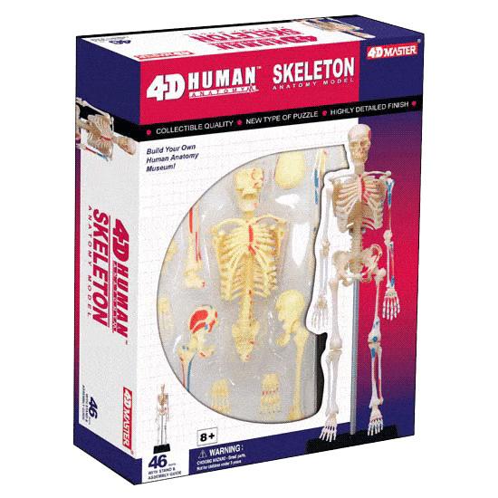 4D Vision - Anatomy Puzzle Human Skeleton - RightToLearn.com.sg