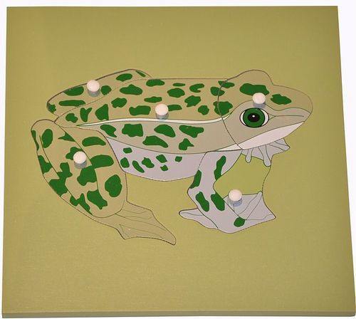 Montessori Knobbed Puzzle - Parts of a FROG with skeleton ...