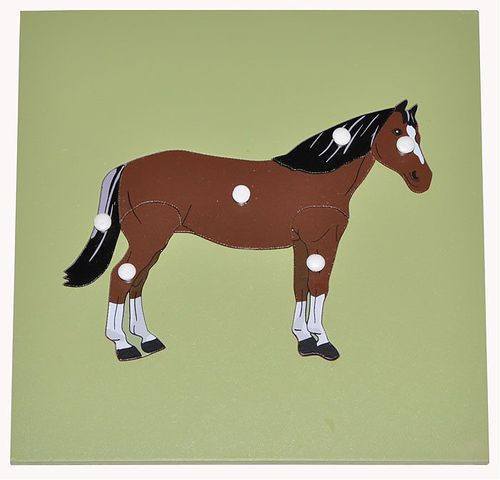 Parts of a HORSE Puzzle with skeleton - RightToLearn.com.sg