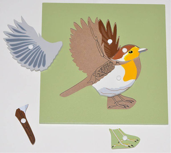 Parts of Bird Knobbed Puzzle with Skeleton - RightToLearn.com.sg